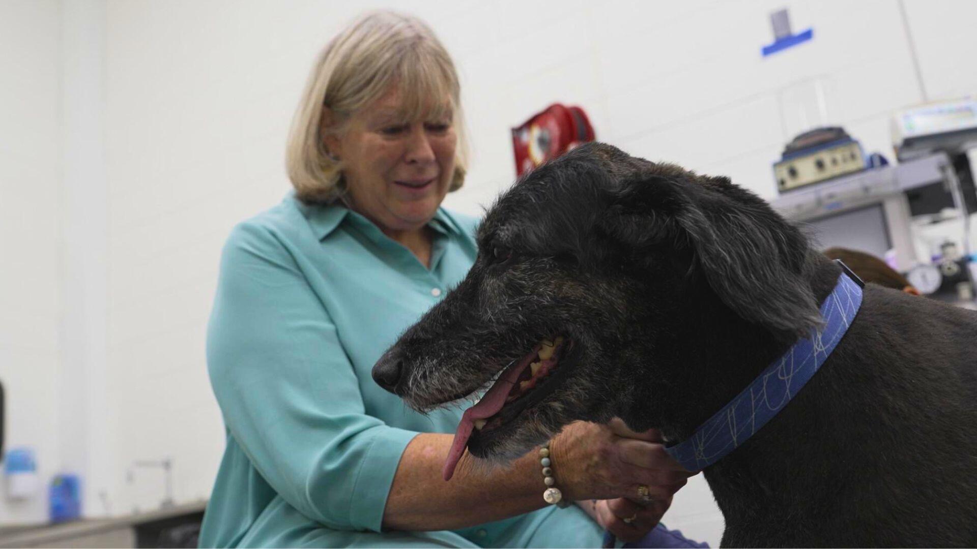 Dog aging research may help canines, people live longer and healthier ...