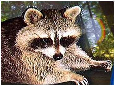 "Raccoon barbecue" leads Tenn. police to meth lab - CBS News