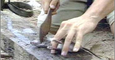 You Dirty Rat! You Ate My Brother! - CBS News