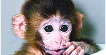 Researchers Make Franken-Monkey - CBS News