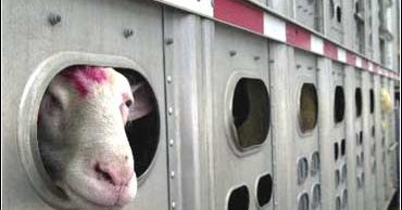 Mad Sheep Scare In Vermont - CBS News