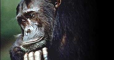 Female Chimps Using Sticks as Dolls? - CBS News