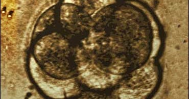 Scientists Eye 'Virgin Birth' Phenomenon - CBS News