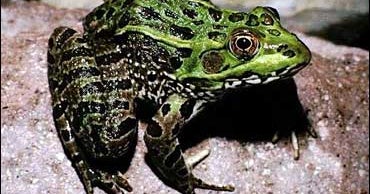 Mutant Frogs Linked To Weed Killer - CBS News