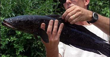 Alien Fish Found In Baltimore Harbor - CBS News