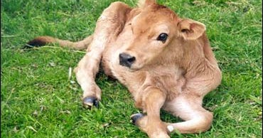 Milking Cows For All They're Worth - CBS News