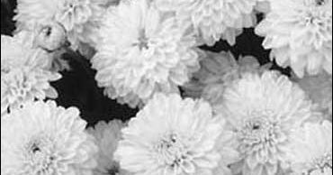 Welcome The Fall With Mums - CBS News