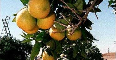 Citrus Growers Are Steamed - CBS News