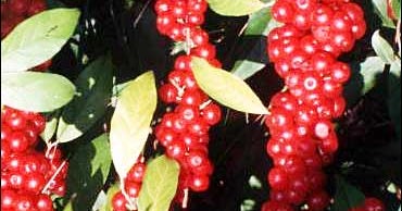 Cranberry Picking - CBS News