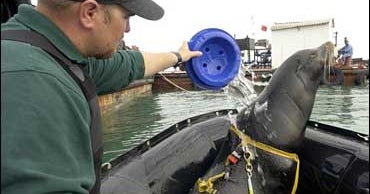 Uncle Sam's Animal Warriors - CBS News