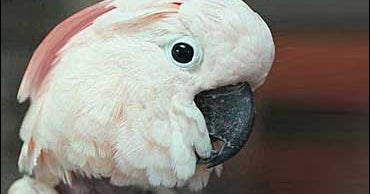 Polly Caught A Killer - CBS News