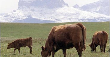 Canadians Sat On Mad Cow Sample - CBS News