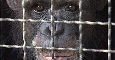 'Talking' Chimp Baffles Scientists - CBS News