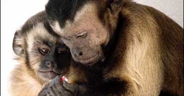 Even Monkeys Believe In Fair Play - CBS News