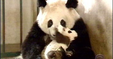 Panda Population Explosion - CBS News