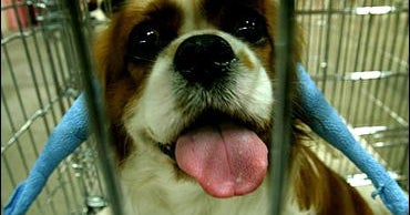 Time To Choose The Top Dog - CBS News