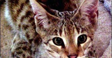 No Ordinary House Cat - CBS News