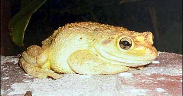Cuban Tree Frog Found In Georgia - CBS News