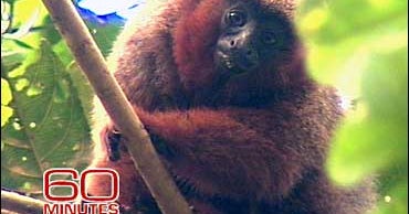 Going Ape Over An Amazon Treasure - CBS News
