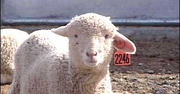 Science's Part-Beast, Part-Human - CBS News