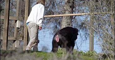 Study: Chimps, Humans Mated - CBS News