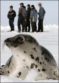 Seal Hunt