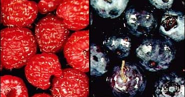 World s Top 10 Most Dangerous Foods CBS News world-s-top-10-most-dangerous-foods-cbs-news