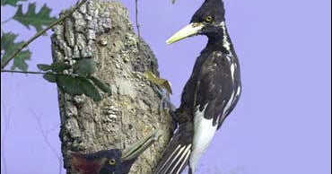 Do Extinct Woodpeckers Make Noise? - CBS News