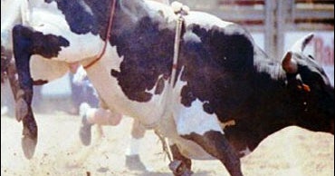 Bull Rider Killed At Rodeo - CBS News