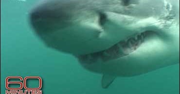 Swimming With Sharks - CBS News