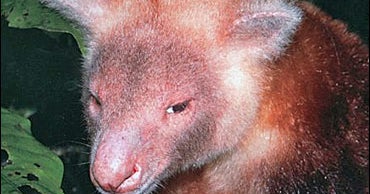 Scientists Discover 'Lost World' - CBS News Scientists Discover 'Lost World' - CBS News