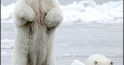 U.S. Eyes Protection For Polar Bears - CBS News
