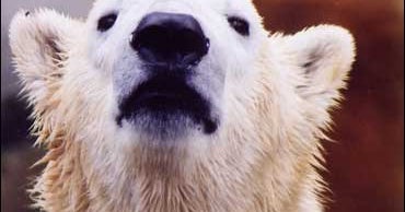 From Thoroughbred To Polar Bear - CBS News