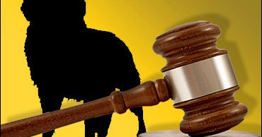 Katrina Dog Returned After Custody Suit - CBS News