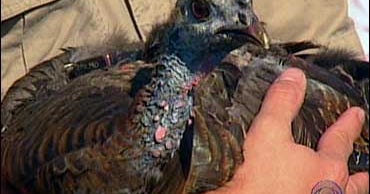 The Great Turkey Rescue That Wasn't - CBS News