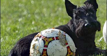 Presidential Pooch: Naughty Or Nice? - CBS News