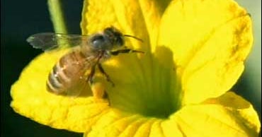 The Case Of The Vanishing Bees - CBS News