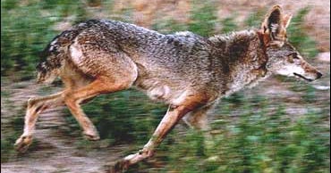 Coyote Drags Toddler From Front Yard - CBS News