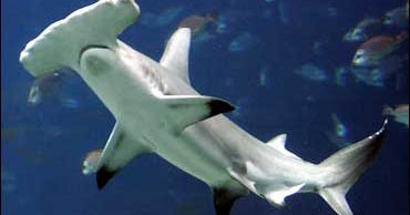 Shark Gives Birth Without A Father - CBS News