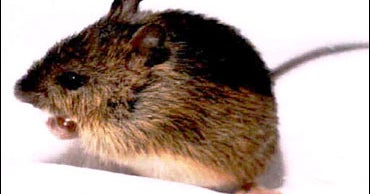 Mouse Shortage Has Scientists Concerned - CBS News