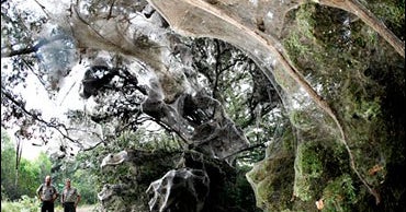 Giant Spider Web Envelops Texas Park - CBS News