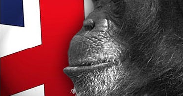 Fugitive Chimp Shot Dead At English Zoo - CBS News