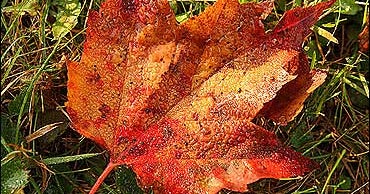 Fall Foliage Photography Tips - CBS News