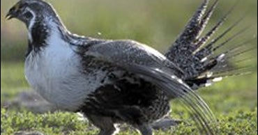 Ancient American Bird Ruffles Feathers - CBS News