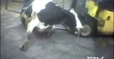 Beef Over Cattle Abuse Video Escalates - CBS News