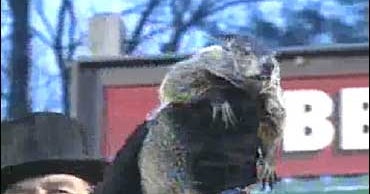 Replace Famous U.S. Groundhog with Robot? - CBS News