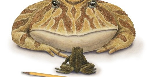 Scientists Find 'Devil Toad' Fossil - CBS News