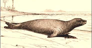 Caribbean Monk Seal Declared Extinct - CBS News