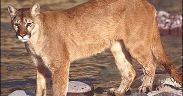 Cop Expects Meow, Gets Roar Instead - CBS News