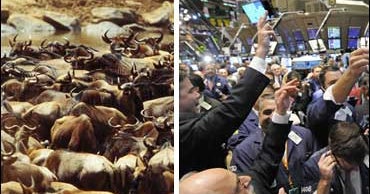 Fear Factor: How Herd Mentality Drives Us - CBS News